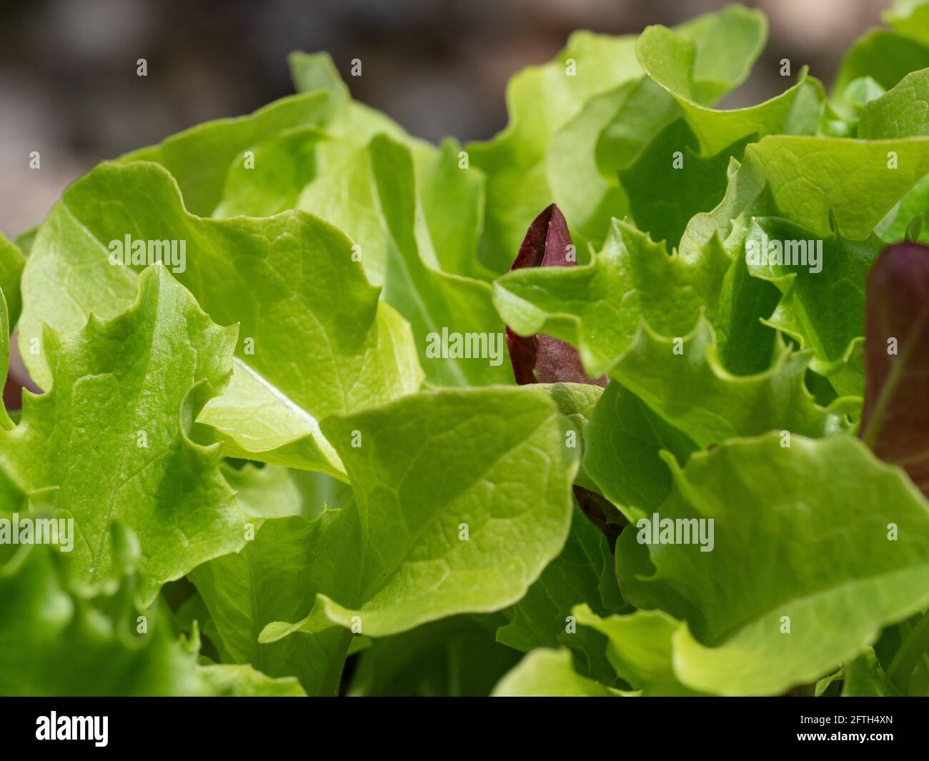 Spring crop of salad leaves Stock Photo - Alamy