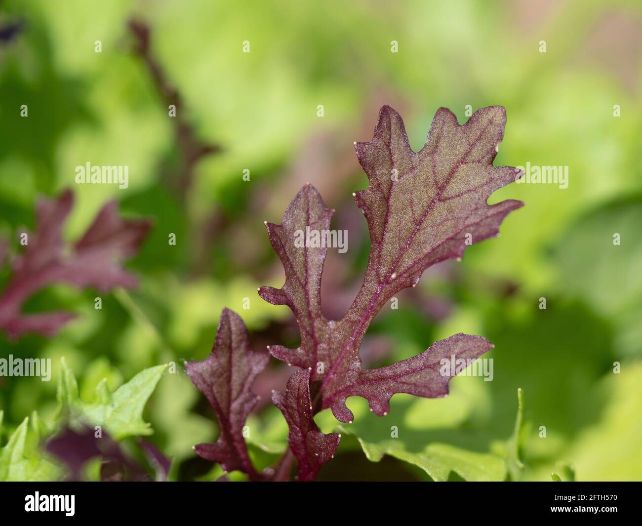 Spring crop of salad leaves Stock Photo - Alamy