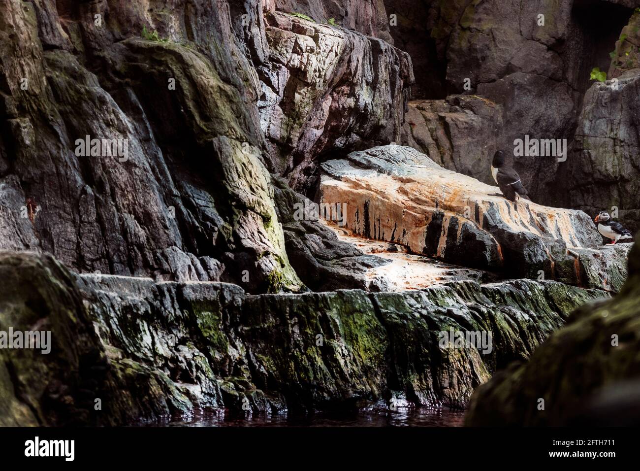Razorbill bird in the natural habitat Stock Photo - Alamy