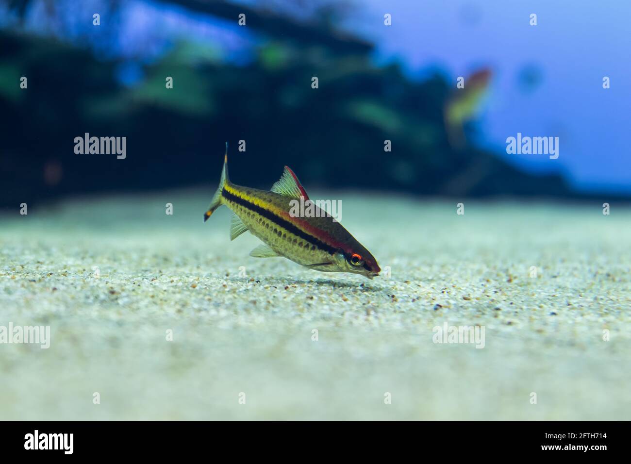 ray finned fish eating at the bottom of the aquarium Stock Photo - Alamy