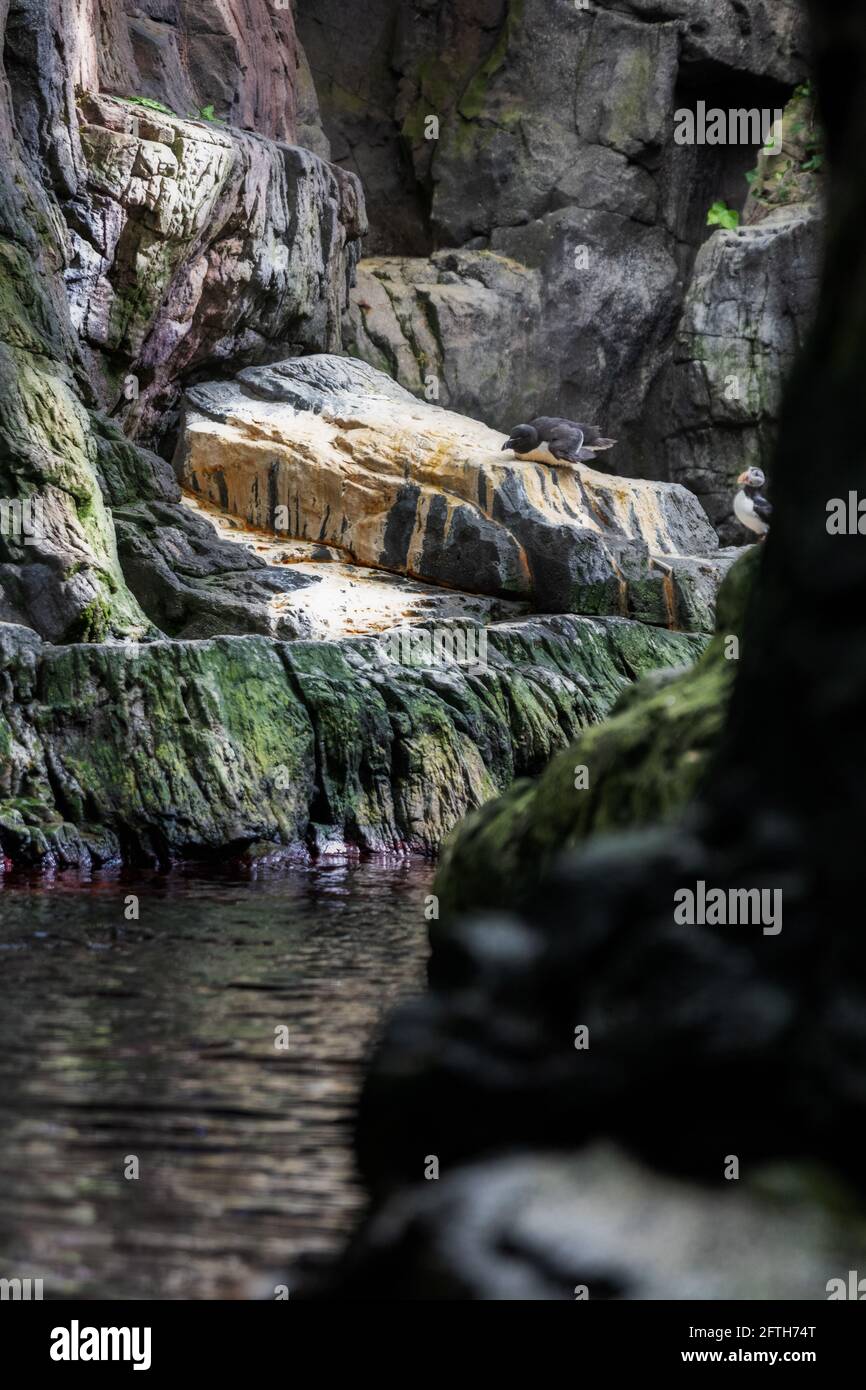 Razorbill bird in the natural habitat Stock Photo - Alamy