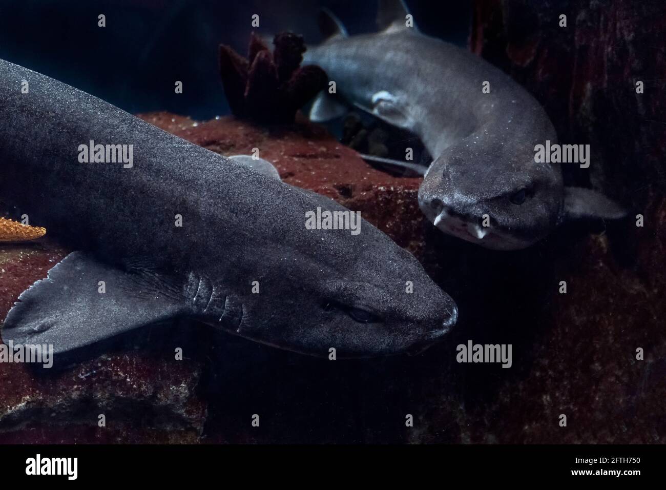 Two sharks in the aquarium of the oceanarium Stock Photo - Alamy