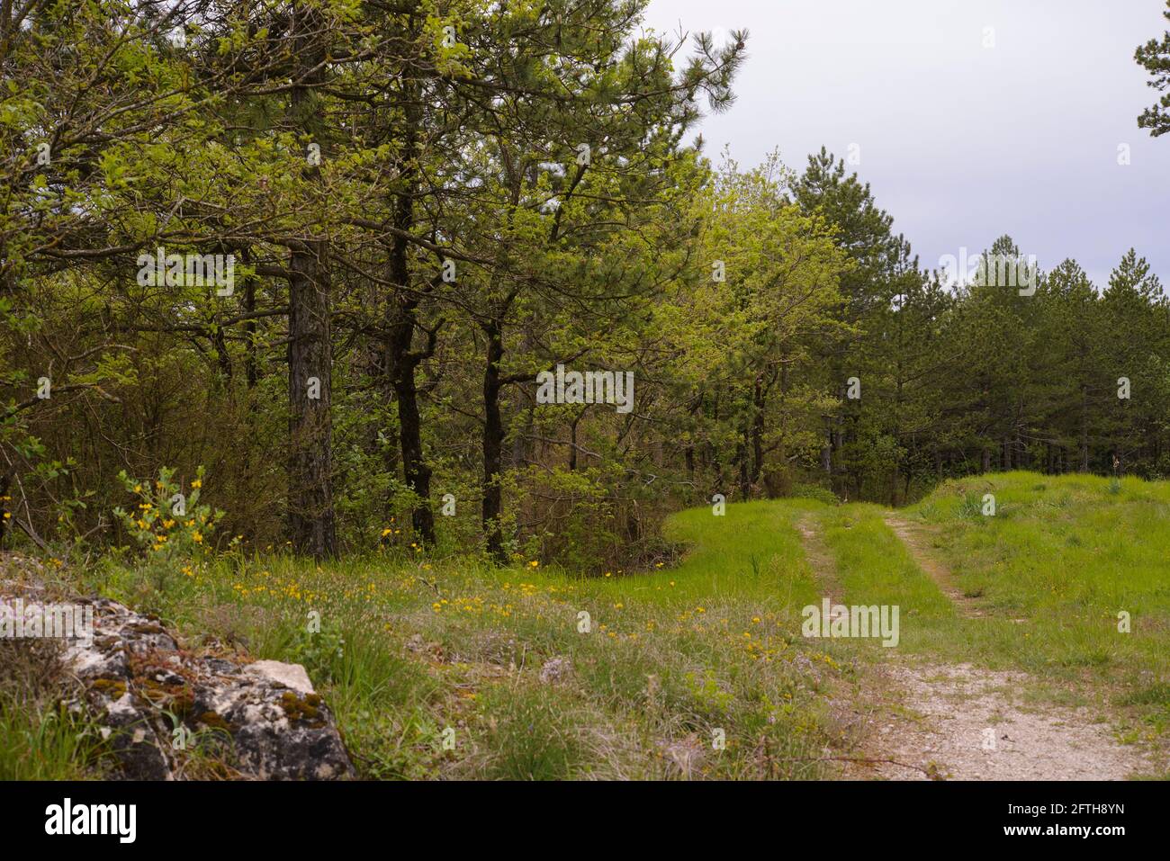 Sentier de foret hi-res stock photography and images - Alamy