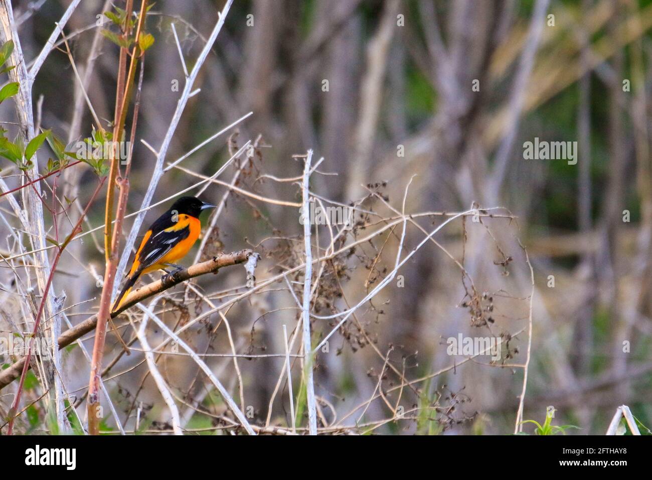 The unmistakably stunning Male Baltimore Oriole Stock Photo - Alamy