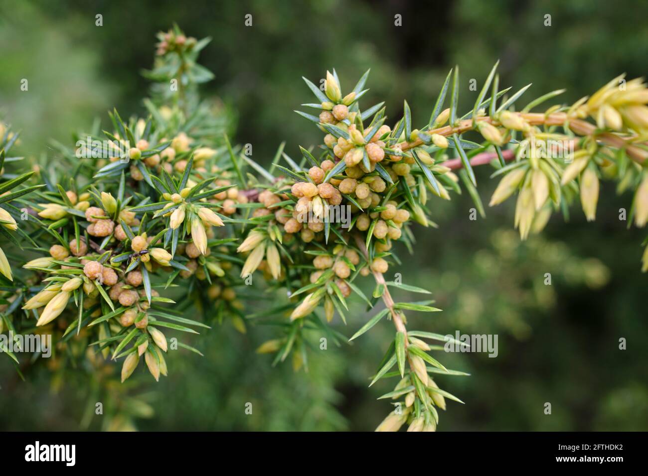 Juniperus communis, the common juniper in closeup Stock Photo - Alamy