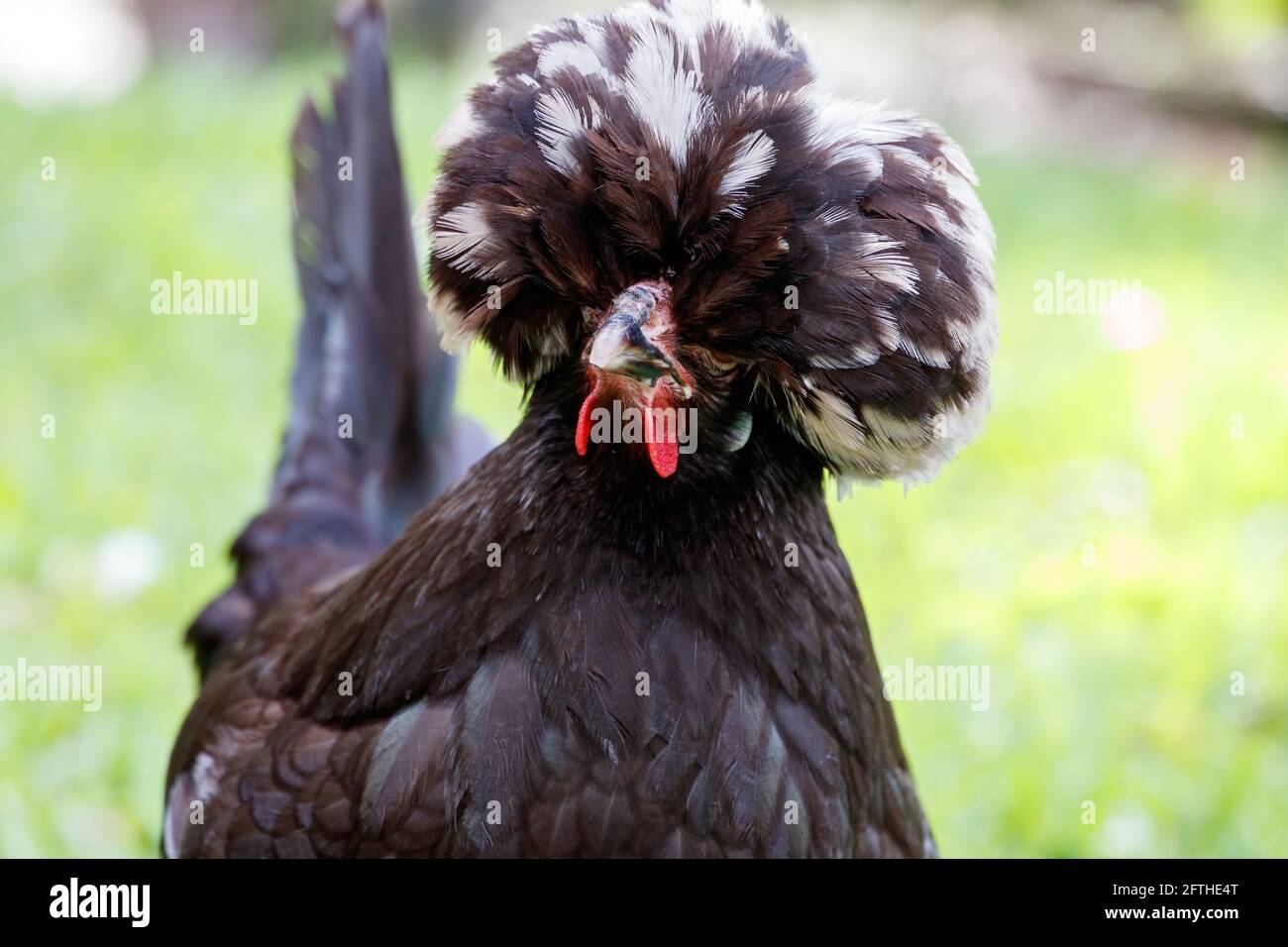 Polish bantam chicken hi-res stock photography and images - Alamy