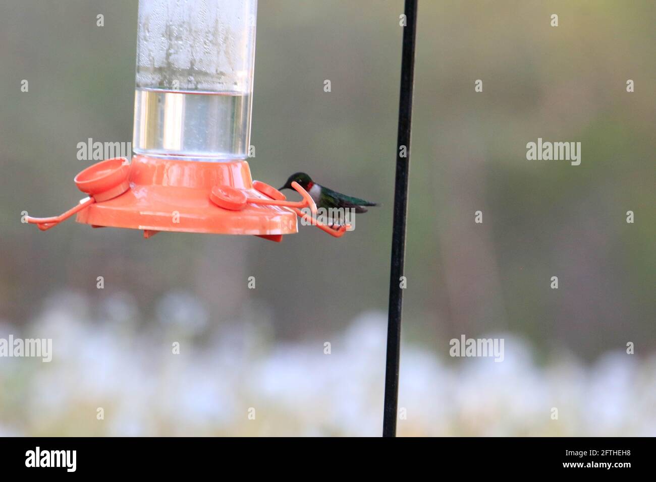 Ruby-throated Hummingbird feeding from feeder Stock Photo - Alamy