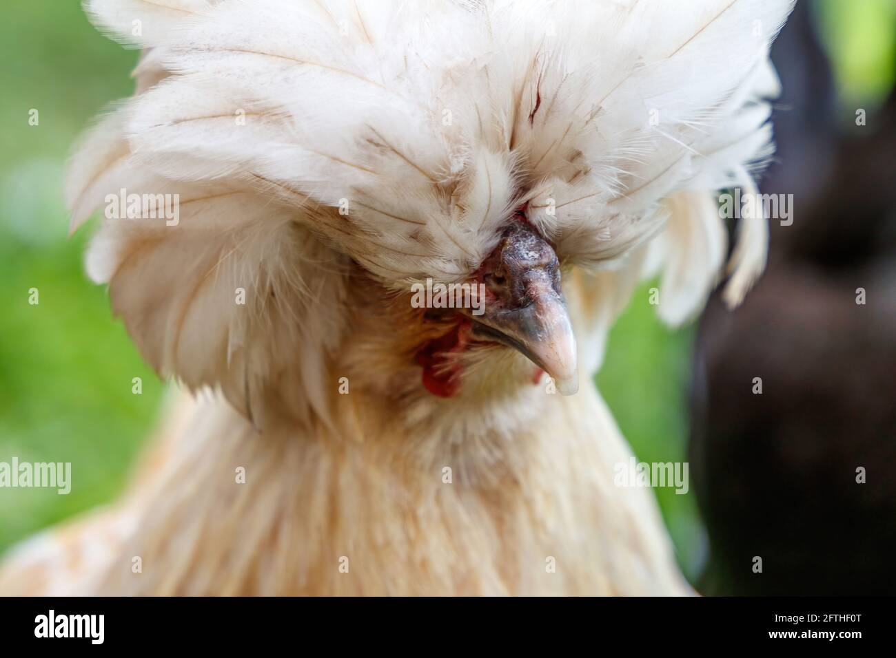Silkie bantam chicken hi-res stock photography and images - Alamy