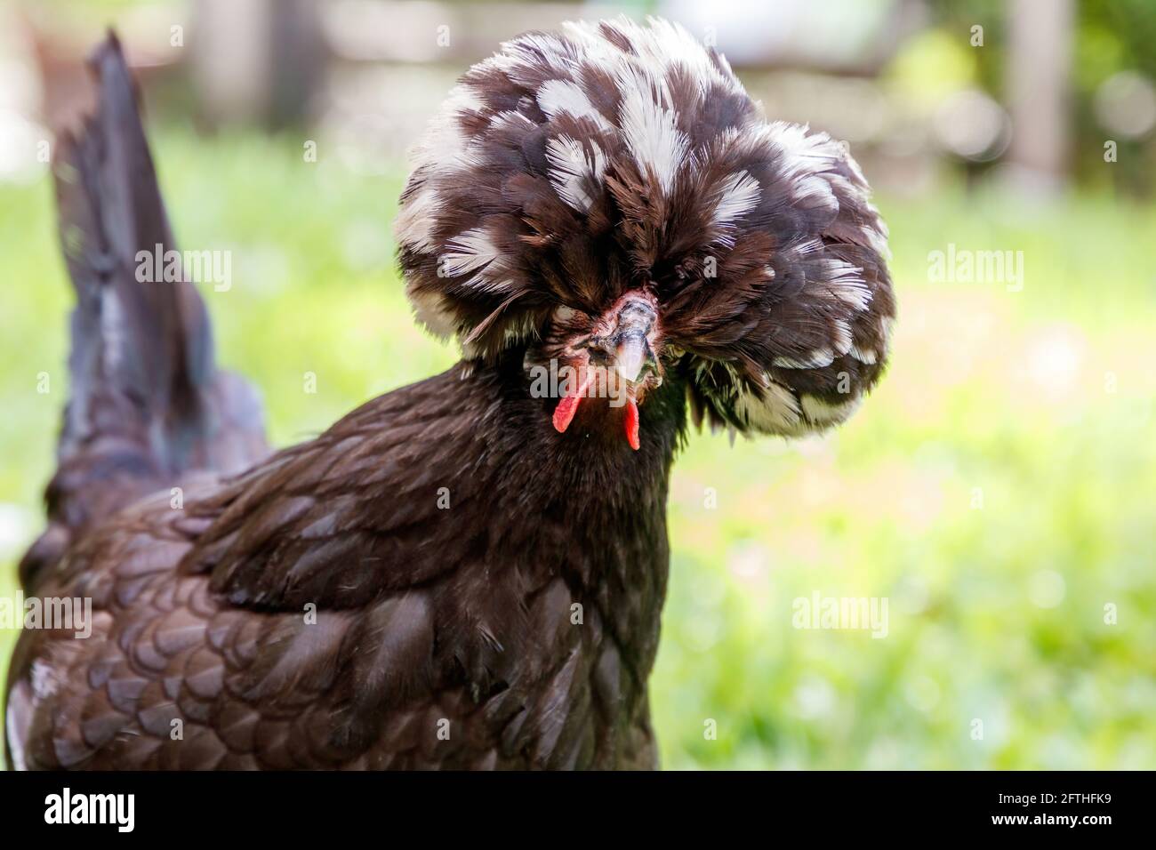 White Crested Black Polish Bantam Chicken hen in a backyard farm in ...