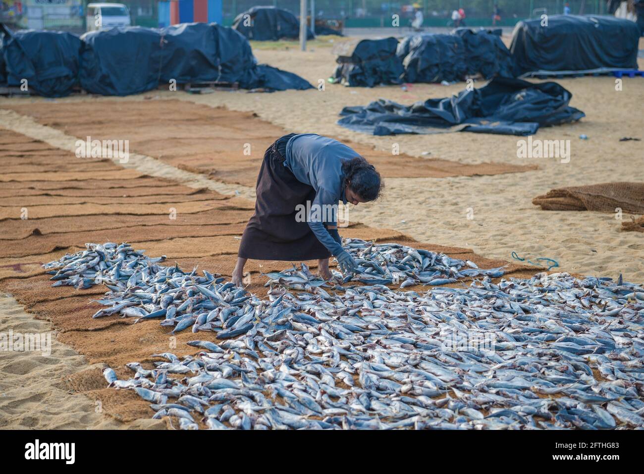 NEGOMBO, SRI LANKA - FEBRUARY 03, 2020: Morning at the fish market. The ...