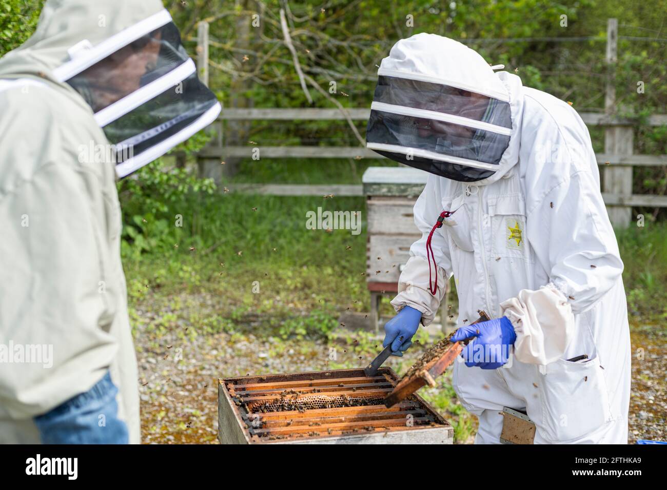Two bee keepers opening a bee hive for an inspection, bee inspection ...