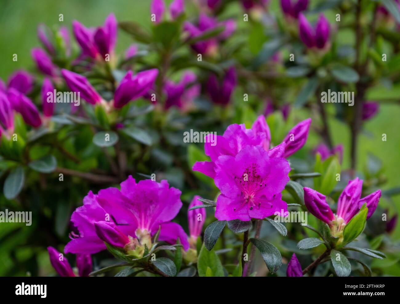 Azalea in bloom hi-res stock photography and images - Alamy