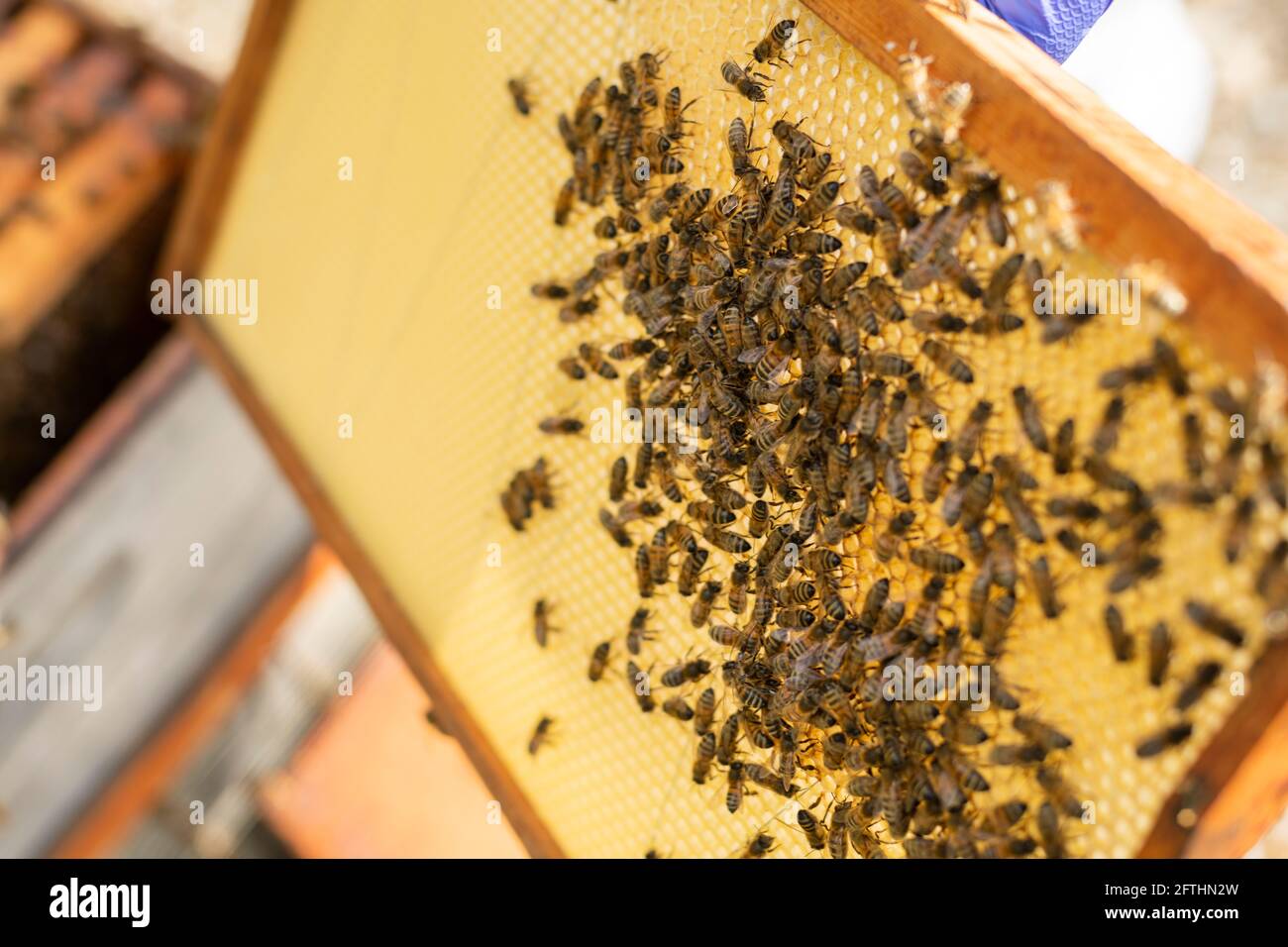 Frame of bee's, Brood frame with bee's, Bee keeper holding a brood ...