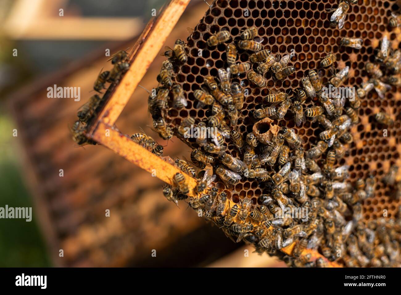 Frame of bee's, Brood frame with bee's, Bee keeper holding a brood ...