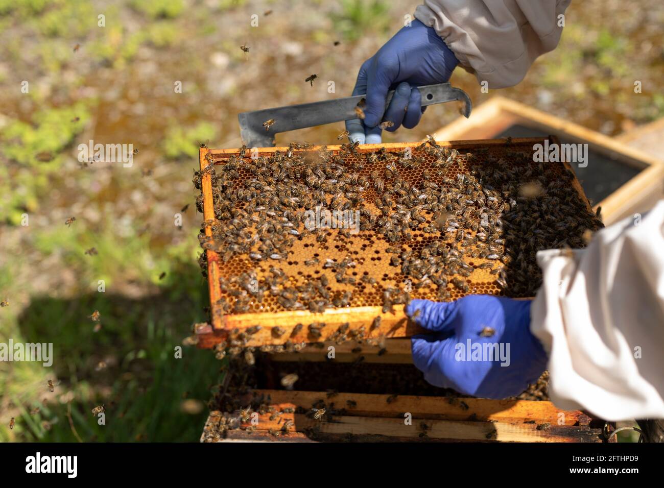 Broodframe of bees hi-res stock photography and images - Alamy