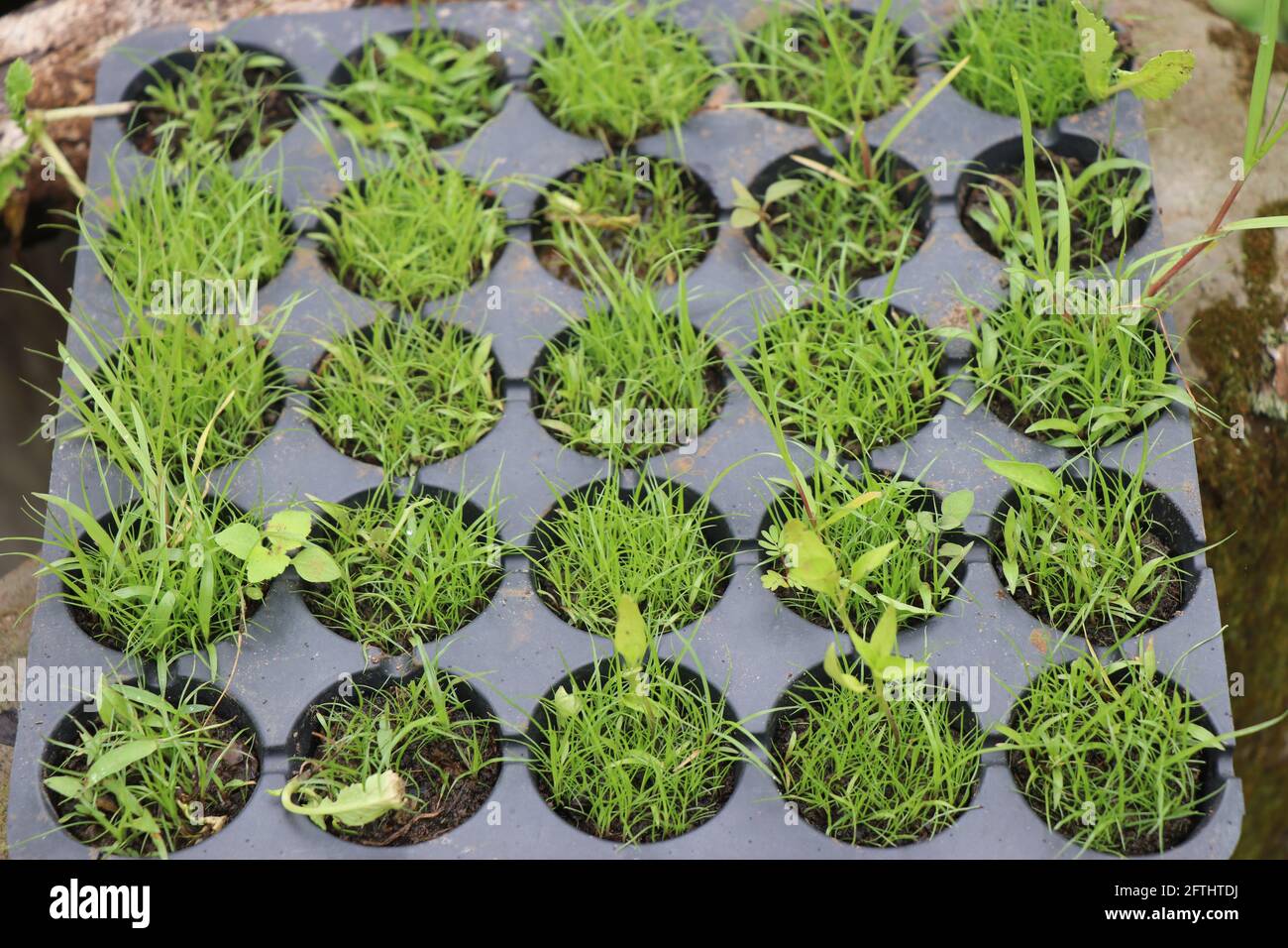 Seedling tray or germination tray with full of grass plants. Growing ...