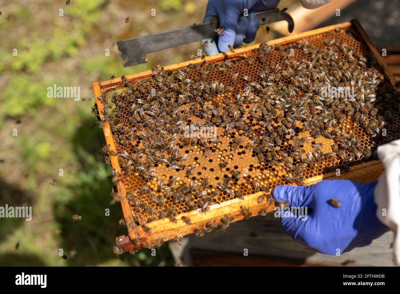 Frame full of honeybee's, bee's on frame, brood frame, Bienen,lots of ...
