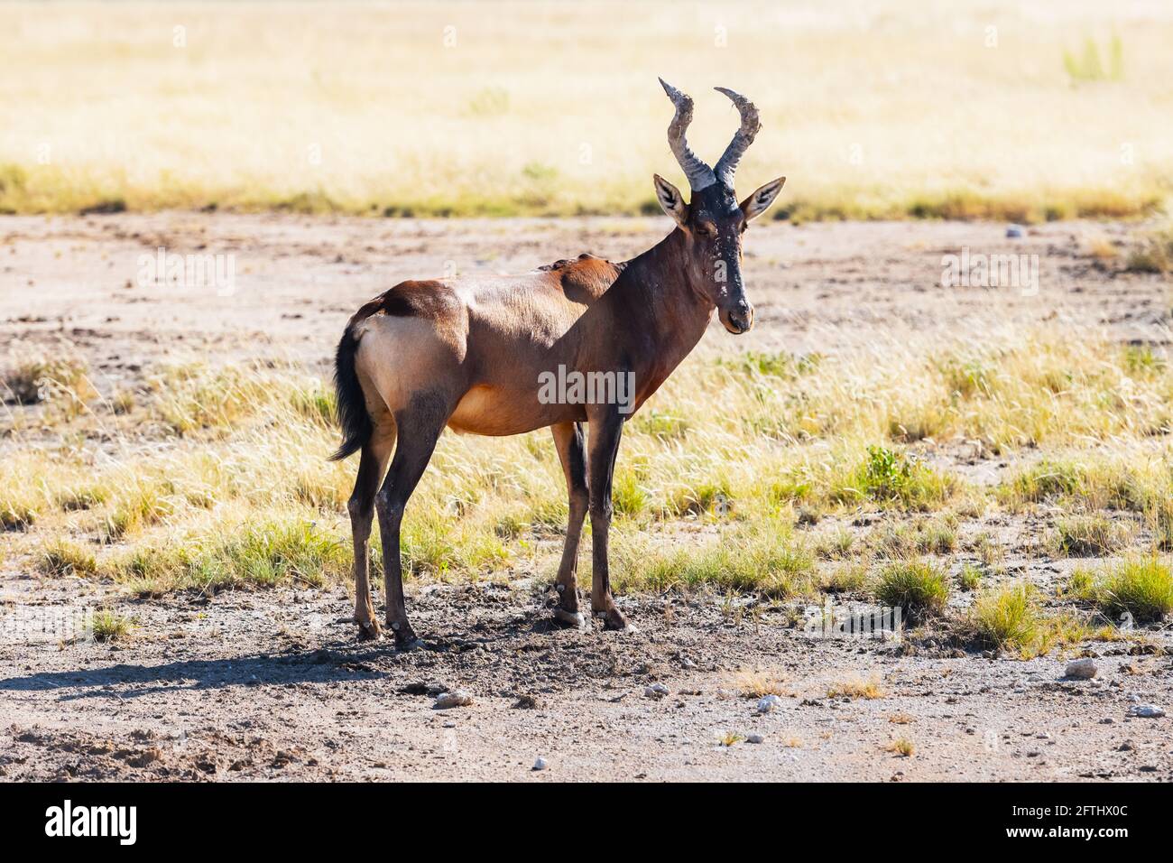 Hartebeest africa hi-res stock photography and images - Alamy