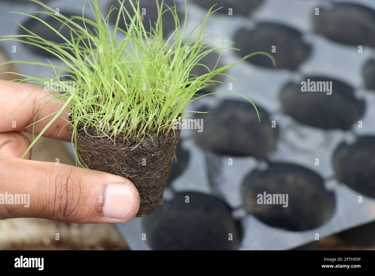 Seed trays hi-res stock photography and images - Alamy