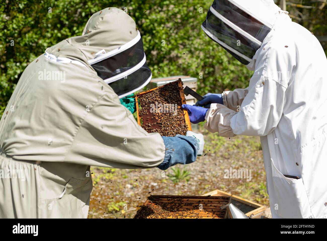 Two beekeepers in white and olive bee suits opening a bee hive for an ...