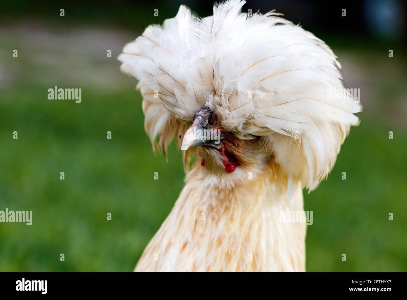 Buff silkie bantam chicken hi-res stock photography and images - Alamy