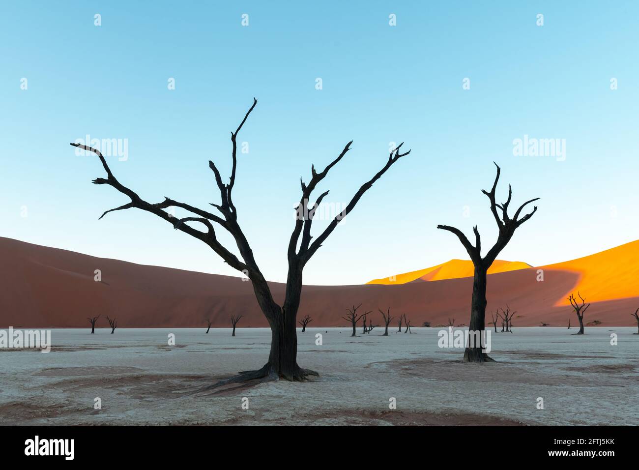 Dead camelthorn trees hi-res stock photography and images - Alamy