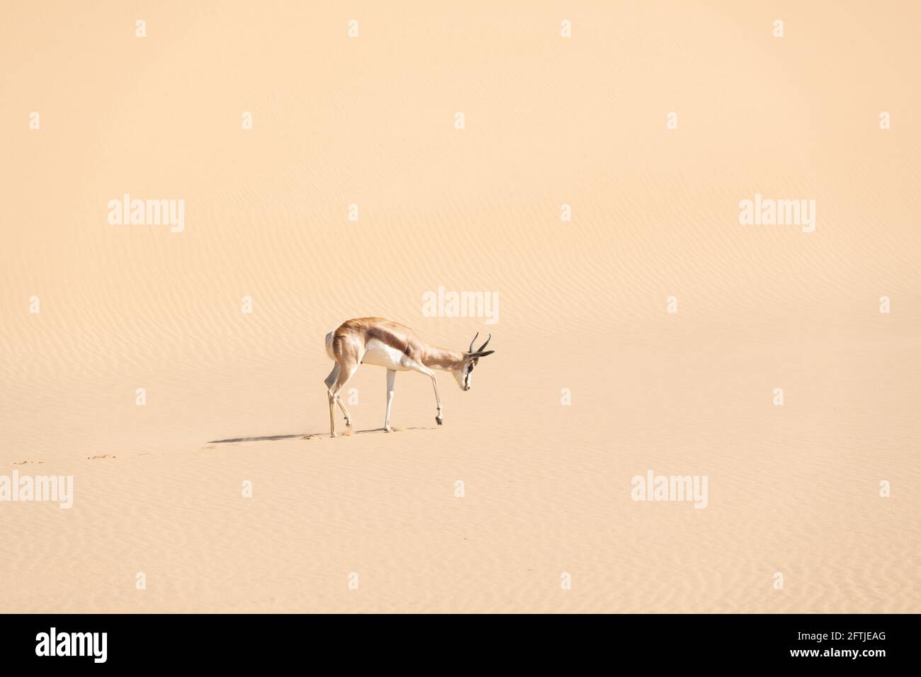 A male of black-faced impala in desert Stock Photo - Alamy