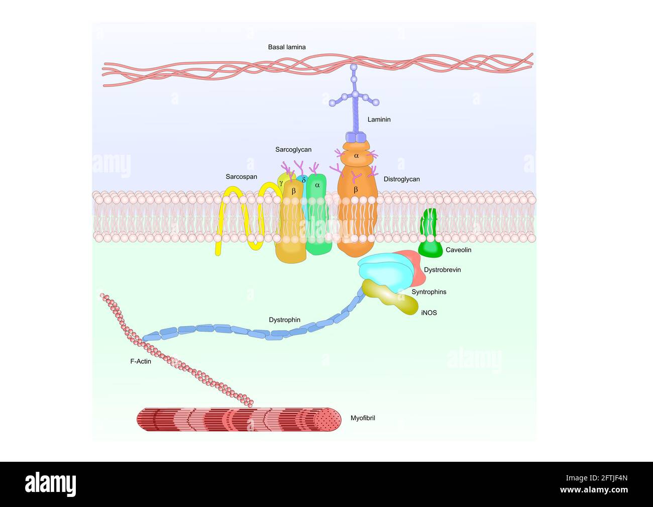 Duchenne hi-res stock photography and images - Alamy