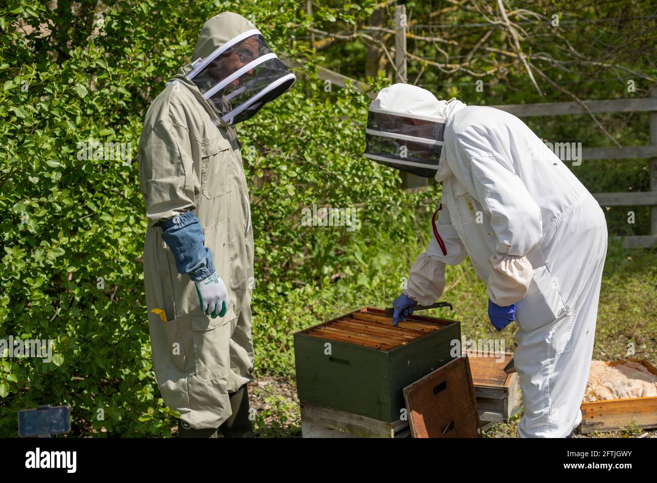 Two beekeepers in white and olive bee suits opening a bee hive for an ...