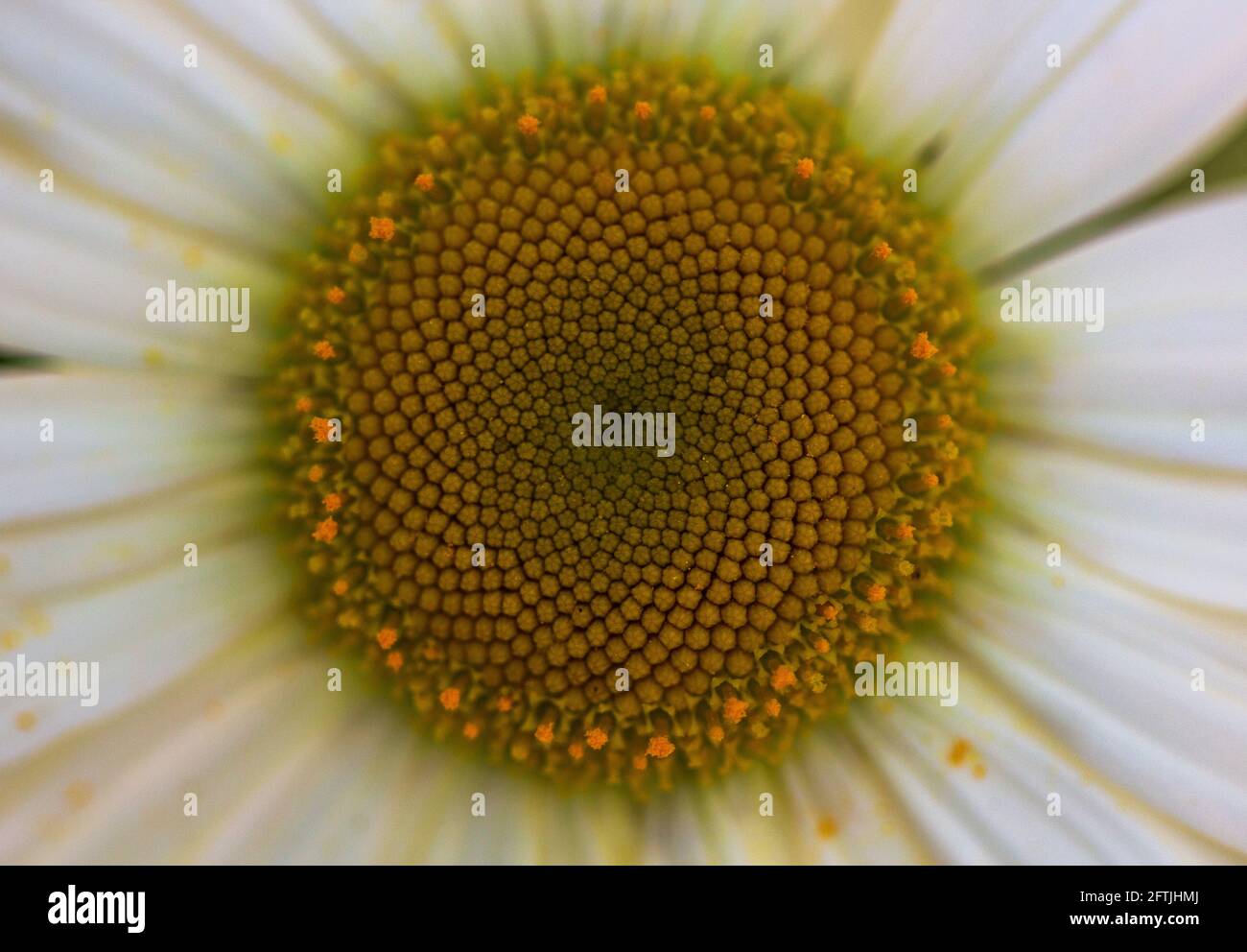 A macro shot of a daisy (Bellis perennis) reveals its spiraling ...