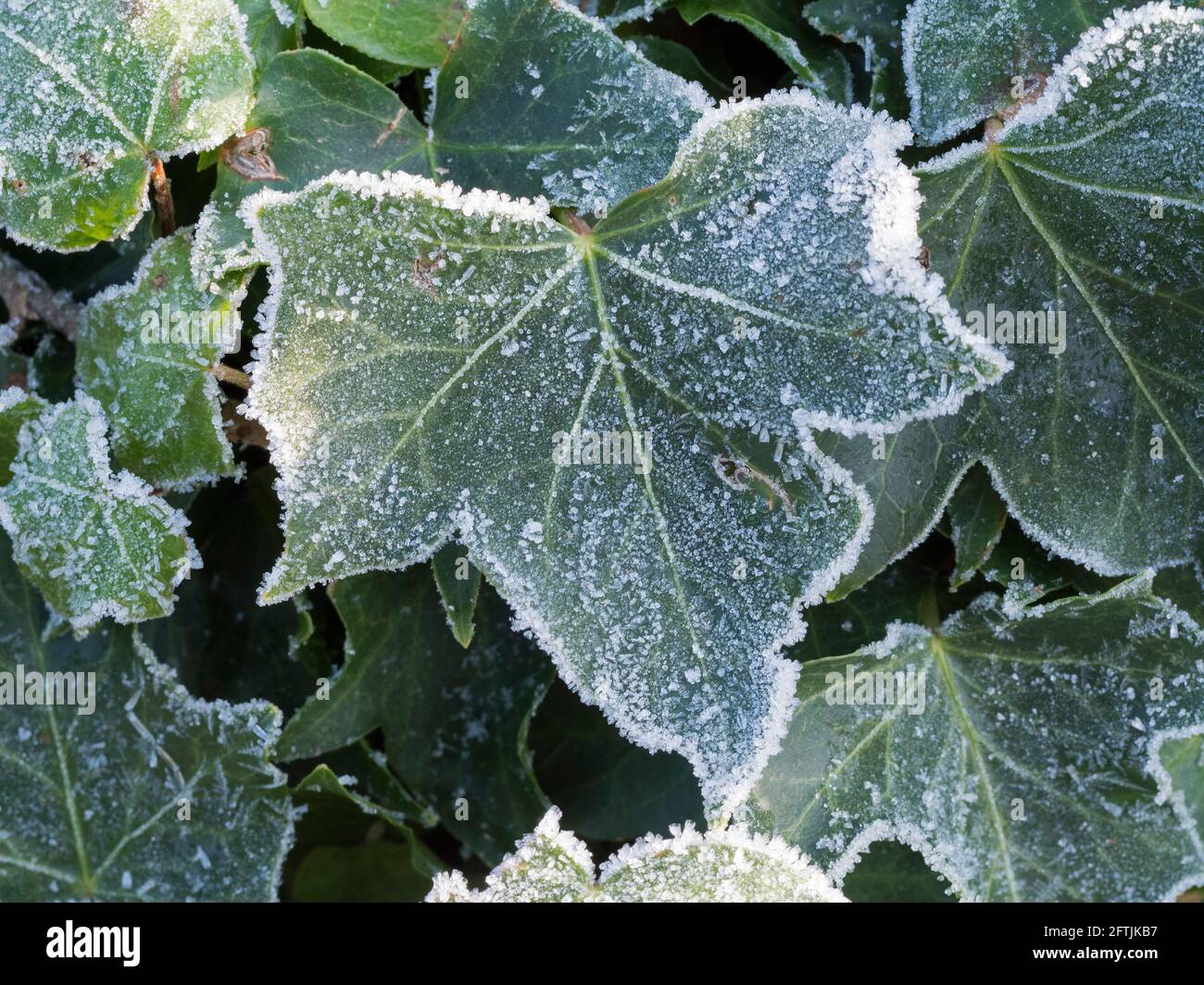 Frozen ivy leaves hi-res stock photography and images - Alamy