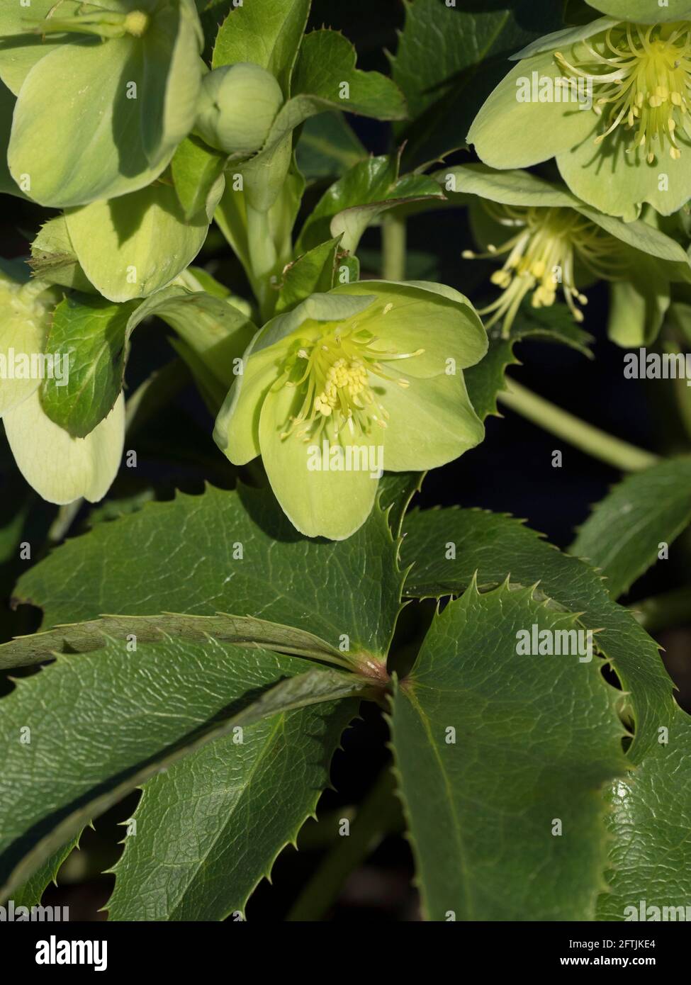 Holly leaved hellebores hi-res stock photography and images - Alamy