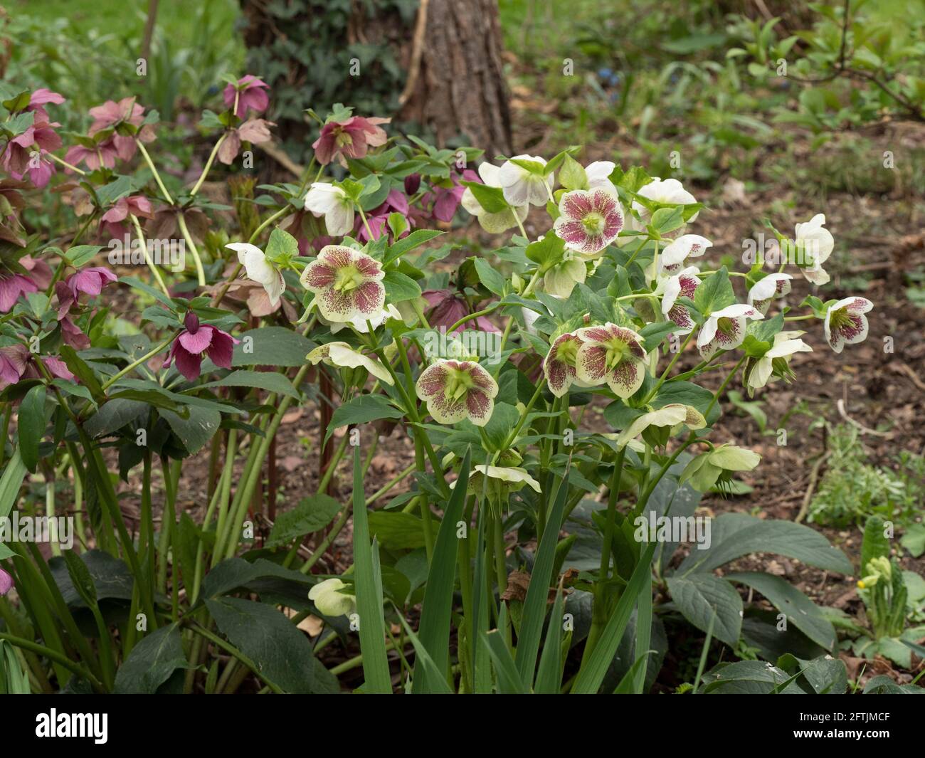 Perennial hellebores hi-res stock photography and images - Alamy
