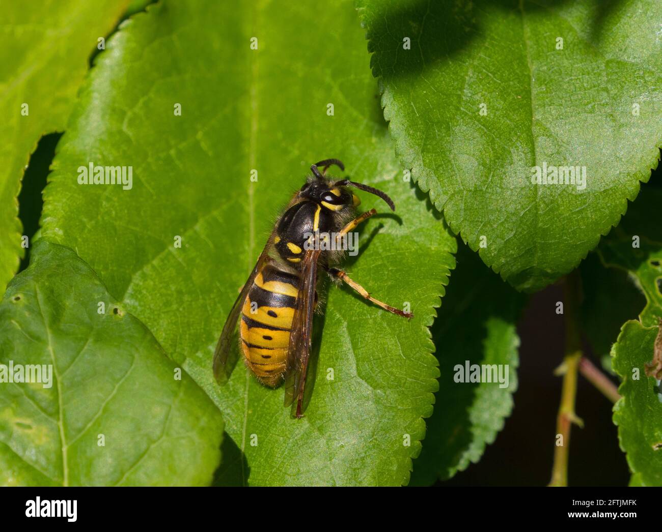Common Wasp, Vespula vulgaris, single adult resting on leaf ...