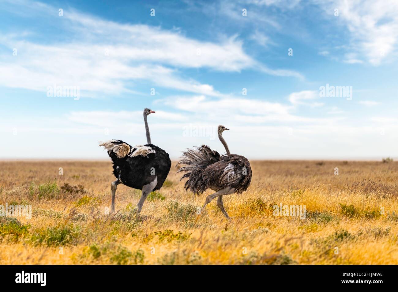 Ostrich couple running on dry yellow grass of the African savannah ...