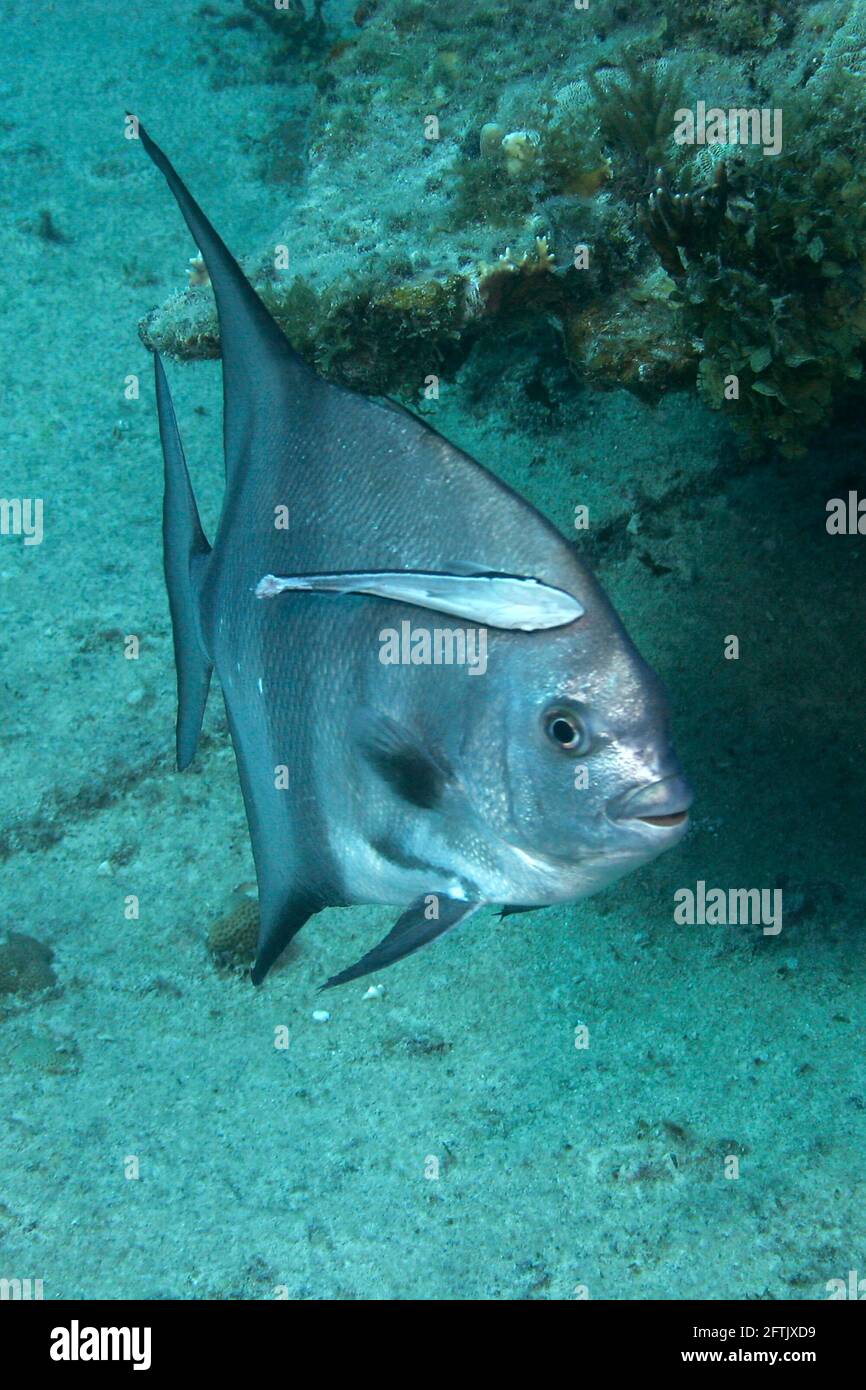 Atlantic Spadefish with Remora attached Stock Photo - Alamy