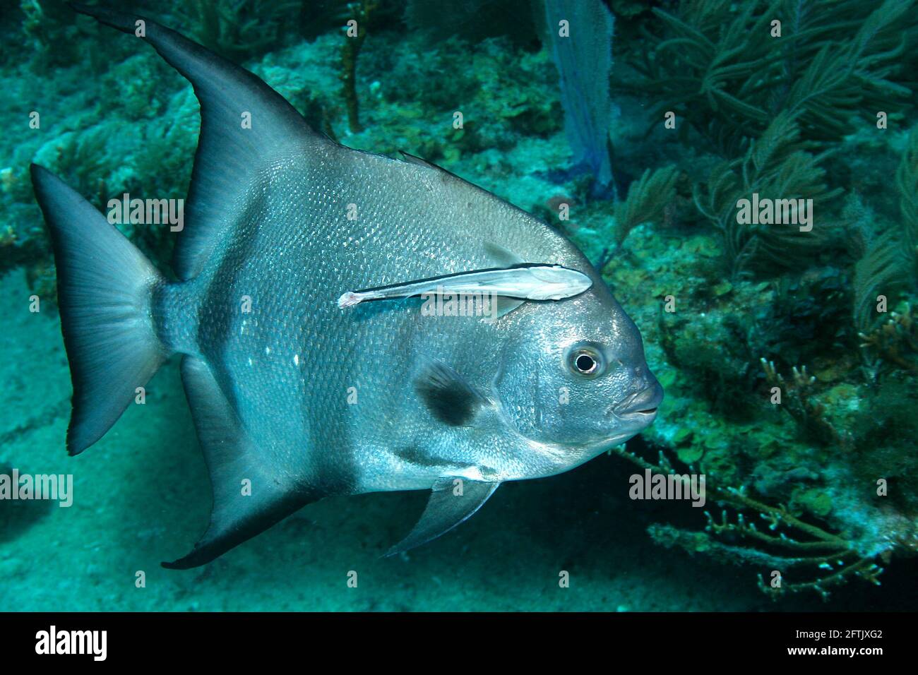 Atlantic Spadefish with remora attached Stock Photo - Alamy