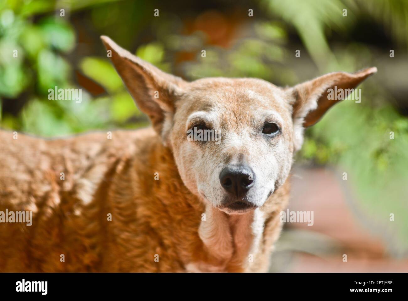 African Wild Dog Domestic Dog Mix