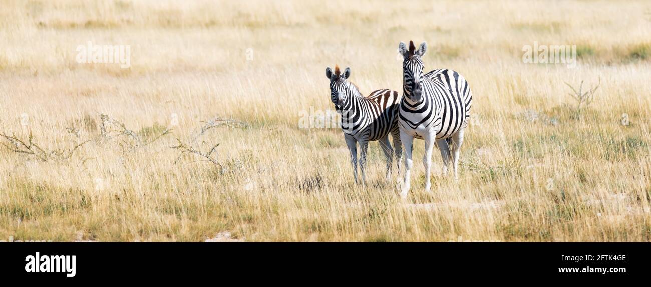 South african white family hi-res stock photography and images - Alamy