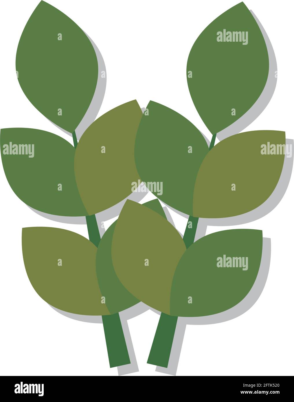 Barley leaves Stock Vector Images - Alamy