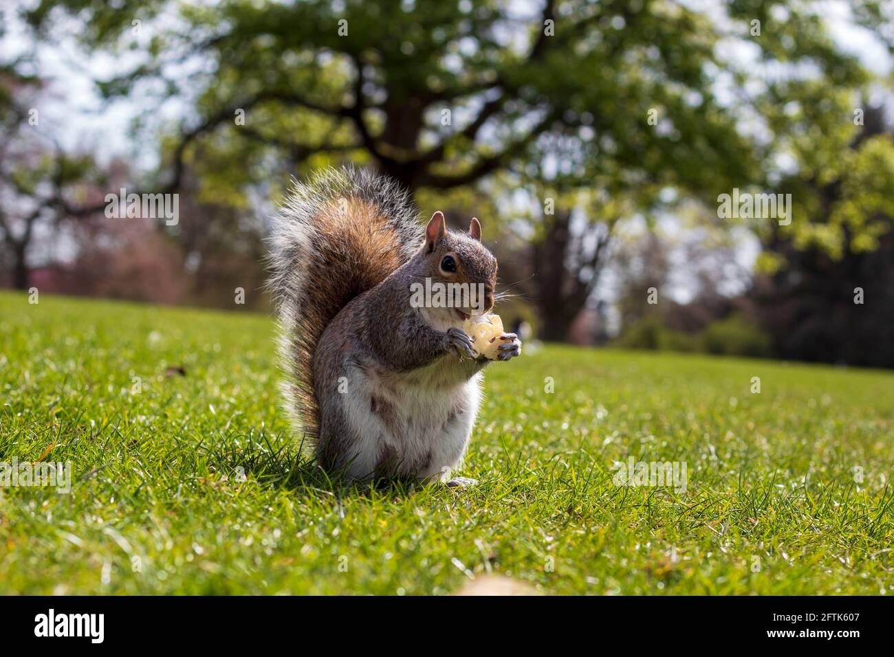Happy Face = Happy Squirrel Stock Photo - Alamy