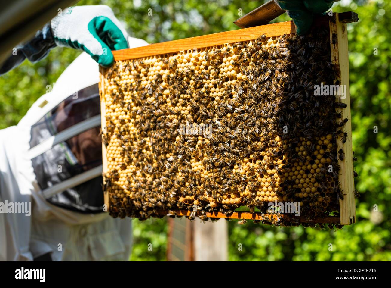 Two hands in gloves holding brood frame with bee's, beekeeping duties ...