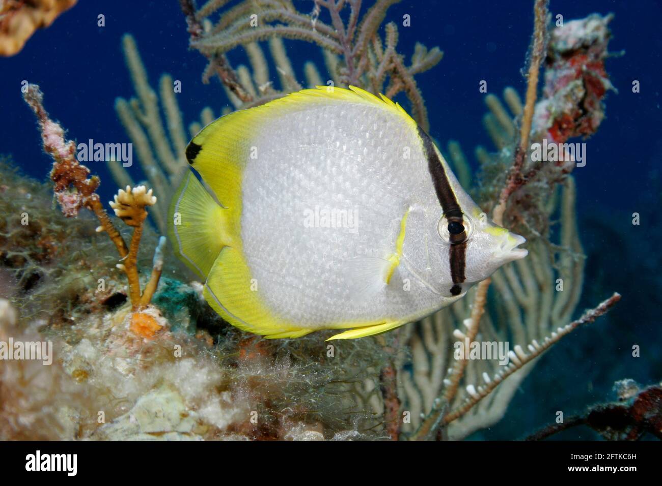 A Spotfin Butterflyfish, Chaetodon ocellatus swimming underwater in the ...