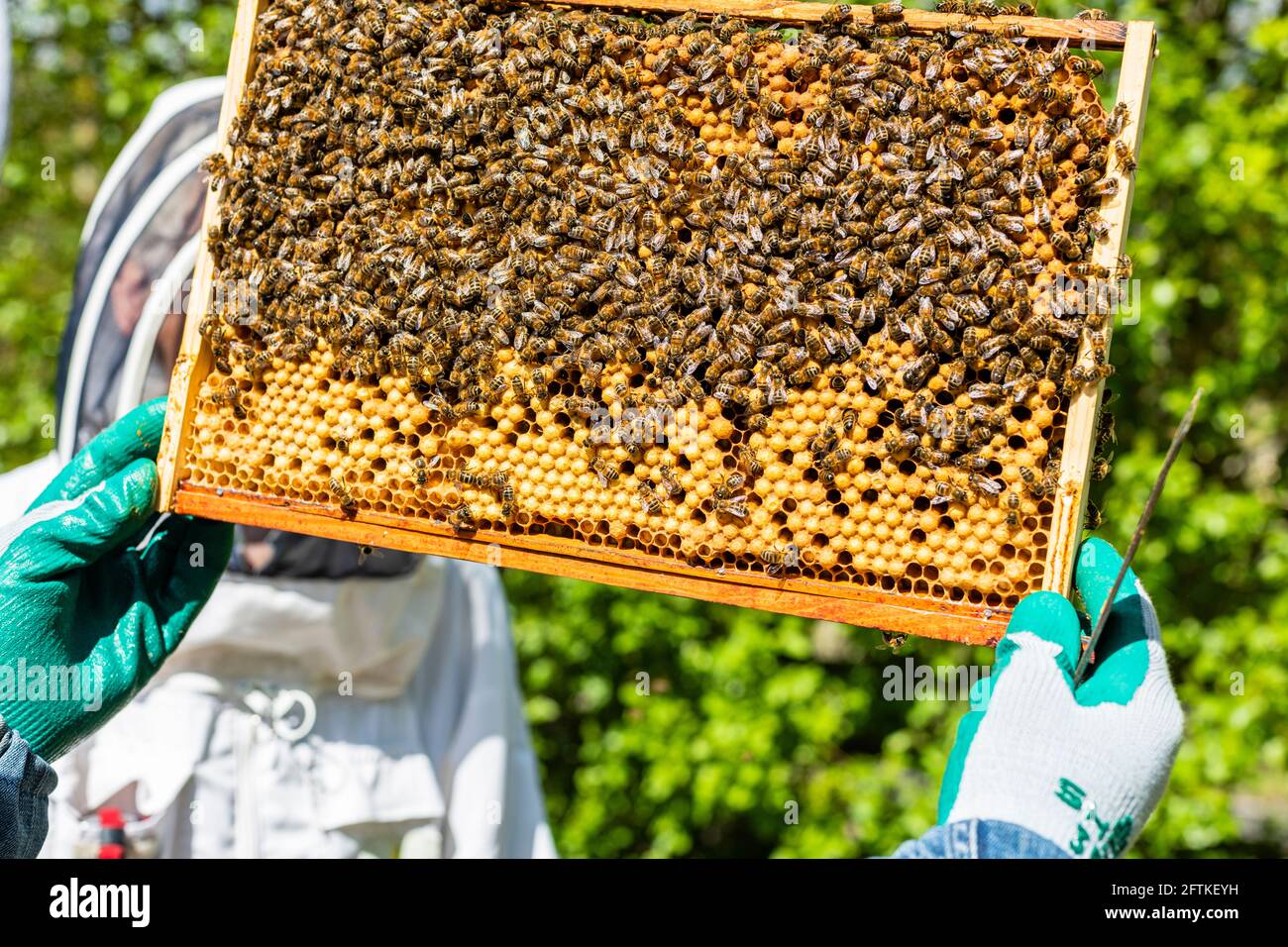 Two hands in gloves holding brood frame with bee's, beekeeping duties ...