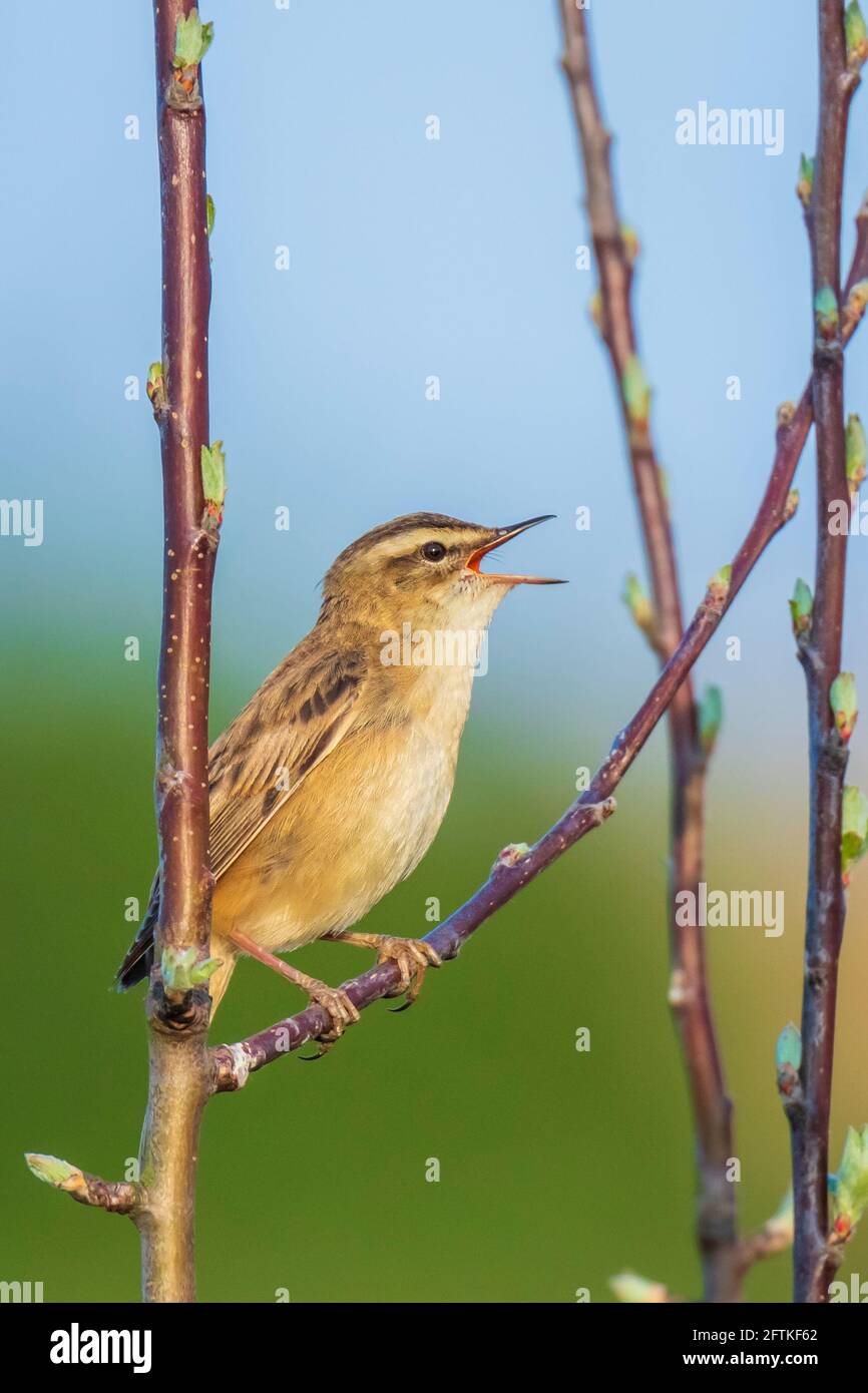 Closeup of a Sedge Warbler bird, Acrocephalus schoenobaenus, singing to attract a female during ...