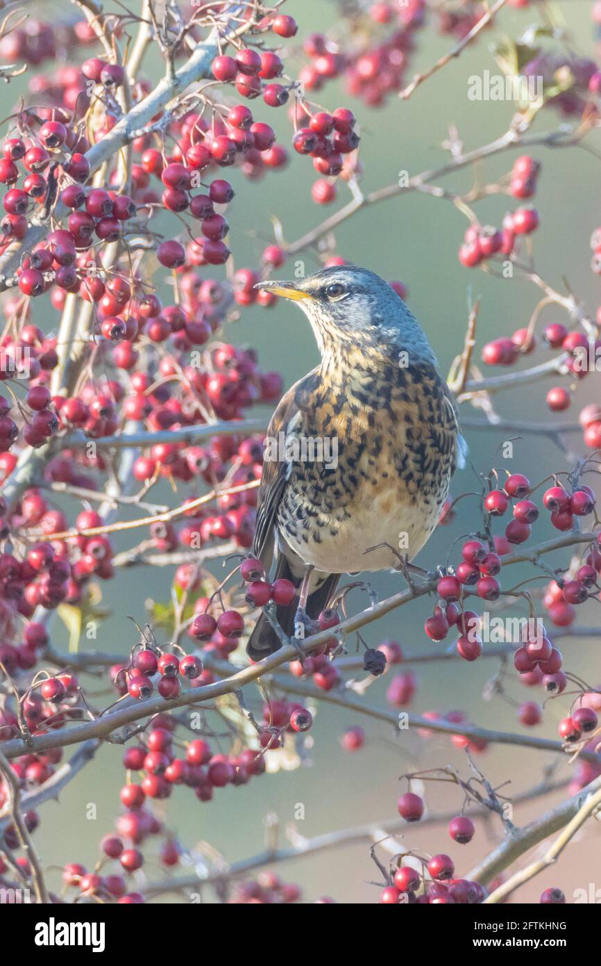 A fieldfare, Turdus pilaris, bird eating berries on a hawthorn bush ...