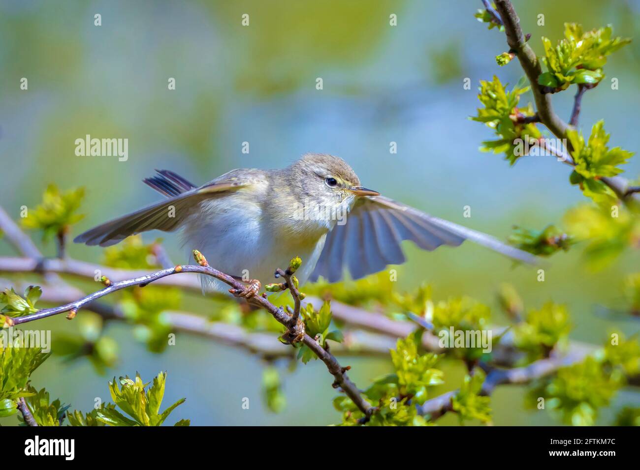 Close-up of a Willow warbler bird, Phylloscopus trochilus, singing on a ...