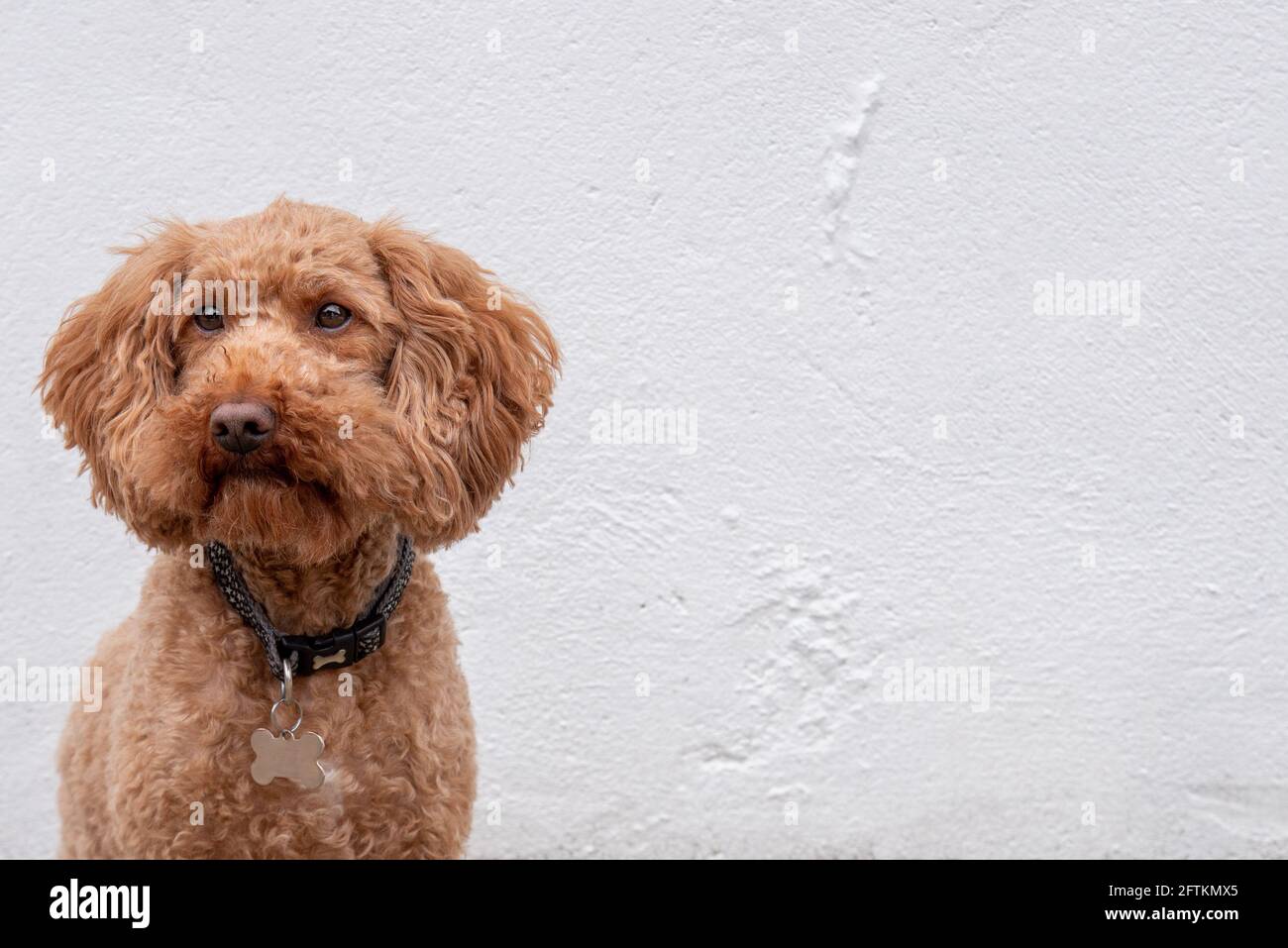 Ginger cockapoo puppy hi-res stock photography and images - Alamy
