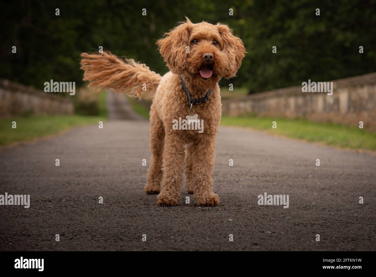 Ginger cockapoo puppy hi-res stock photography and images - Alamy