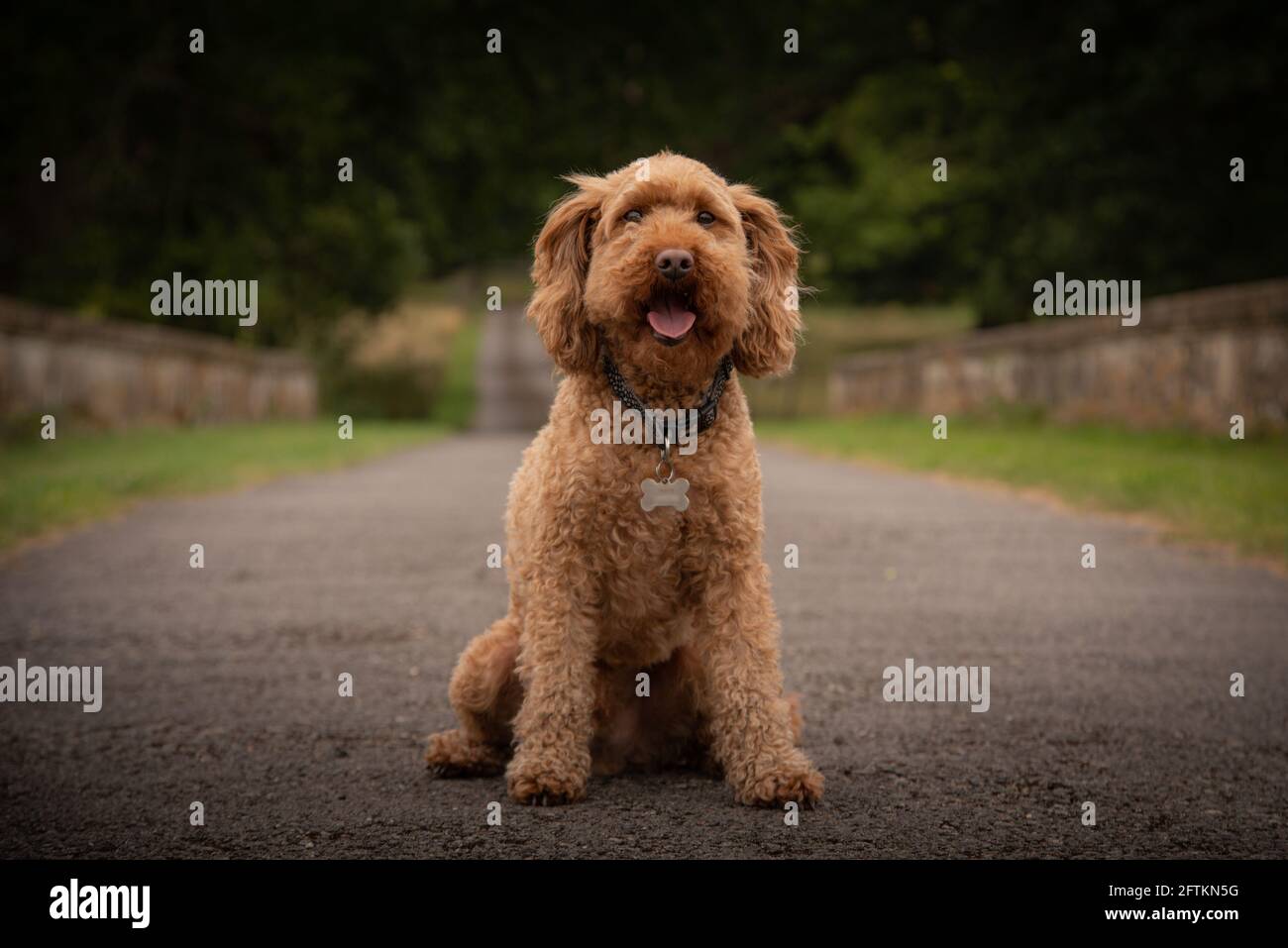 Ginger cockapoo hi-res stock photography and images - Alamy